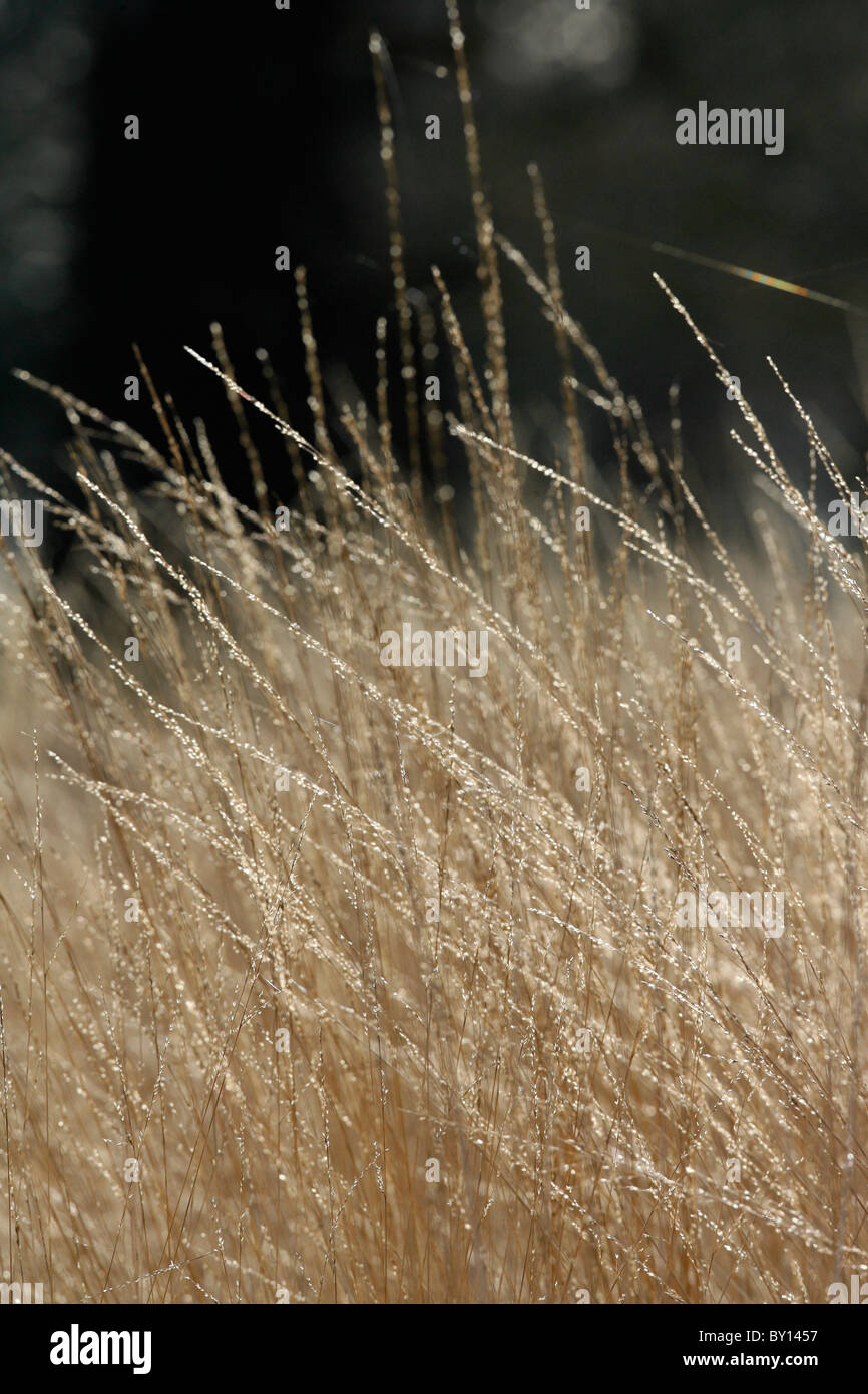 Dried grass waving in the wind Stock Photo - Alamy