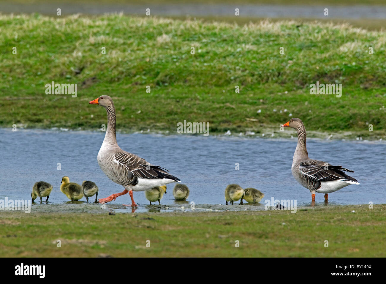 Greylag geese (Anser anser) adults with goslings in spring, Germany ...