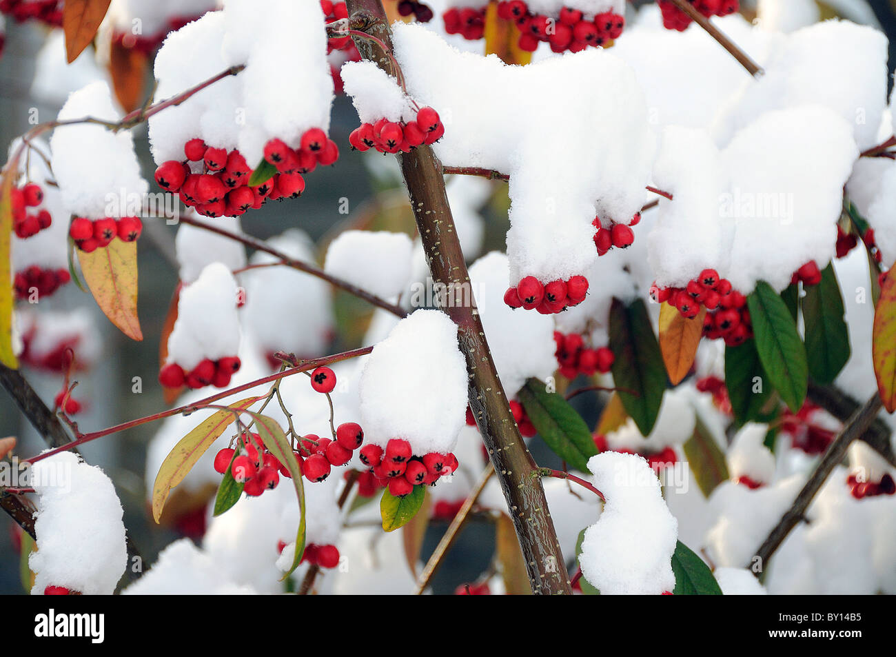 snow covered bush with red berries Stock Photo - Alamy