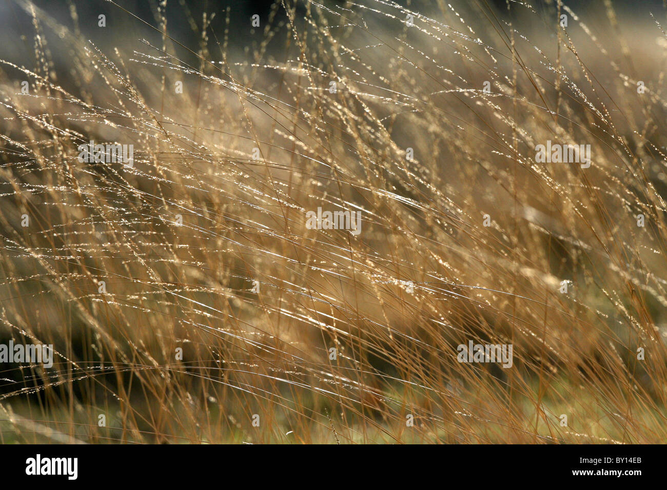Dried grass waving in the wind Stock Photo - Alamy
