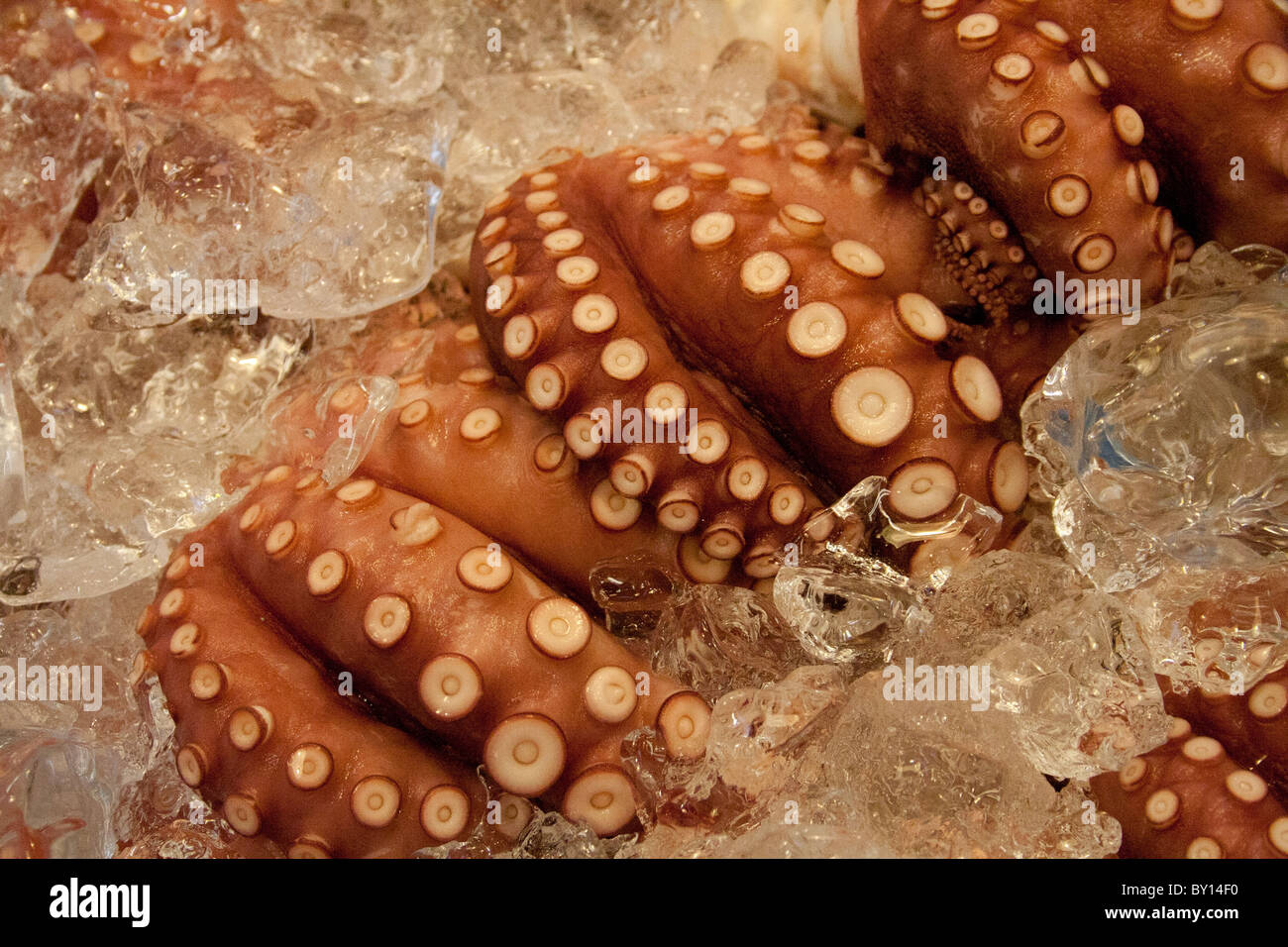 Octopus in ice at Tsukiji fish market Stock Photo - Alamy