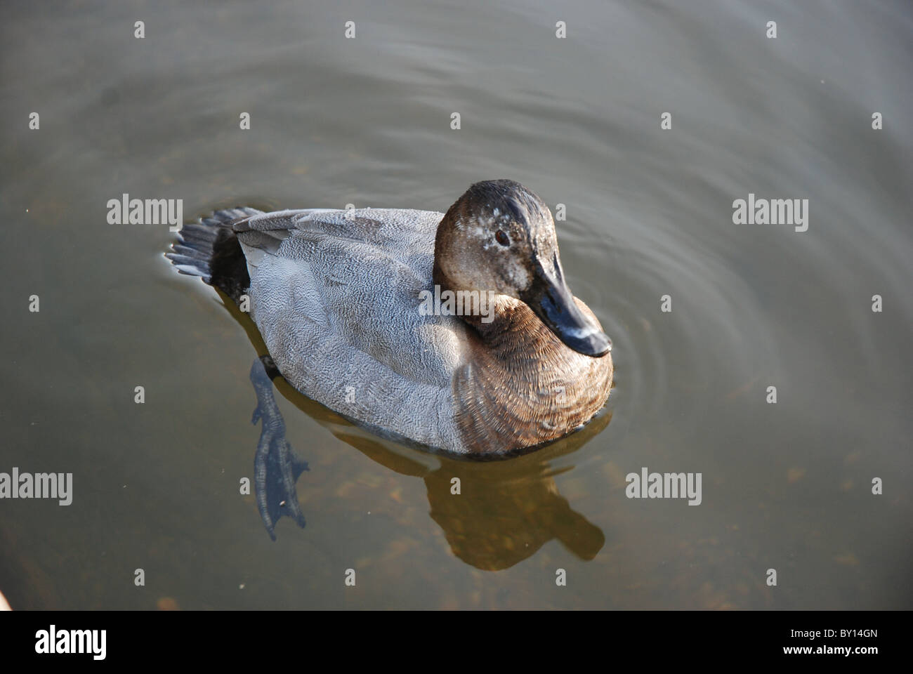 Duck, Hampton Court Palace Stock Photo - Alamy