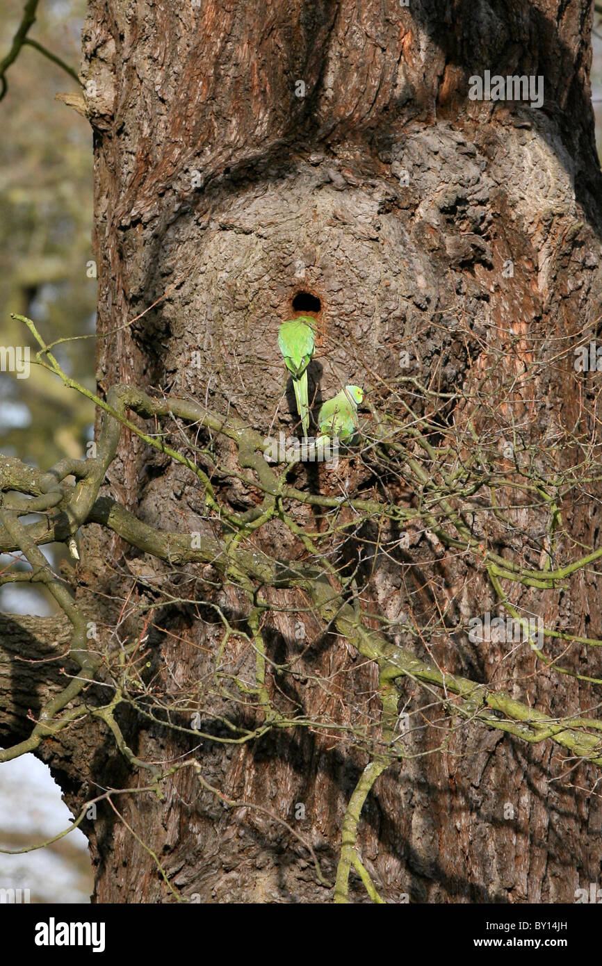 Two Parakeets sitting in a tree in Richmond Park, London Stock Photo ...