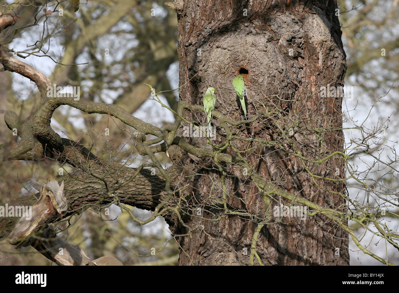Parakeets sitting hi-res stock photography and images - Alamy