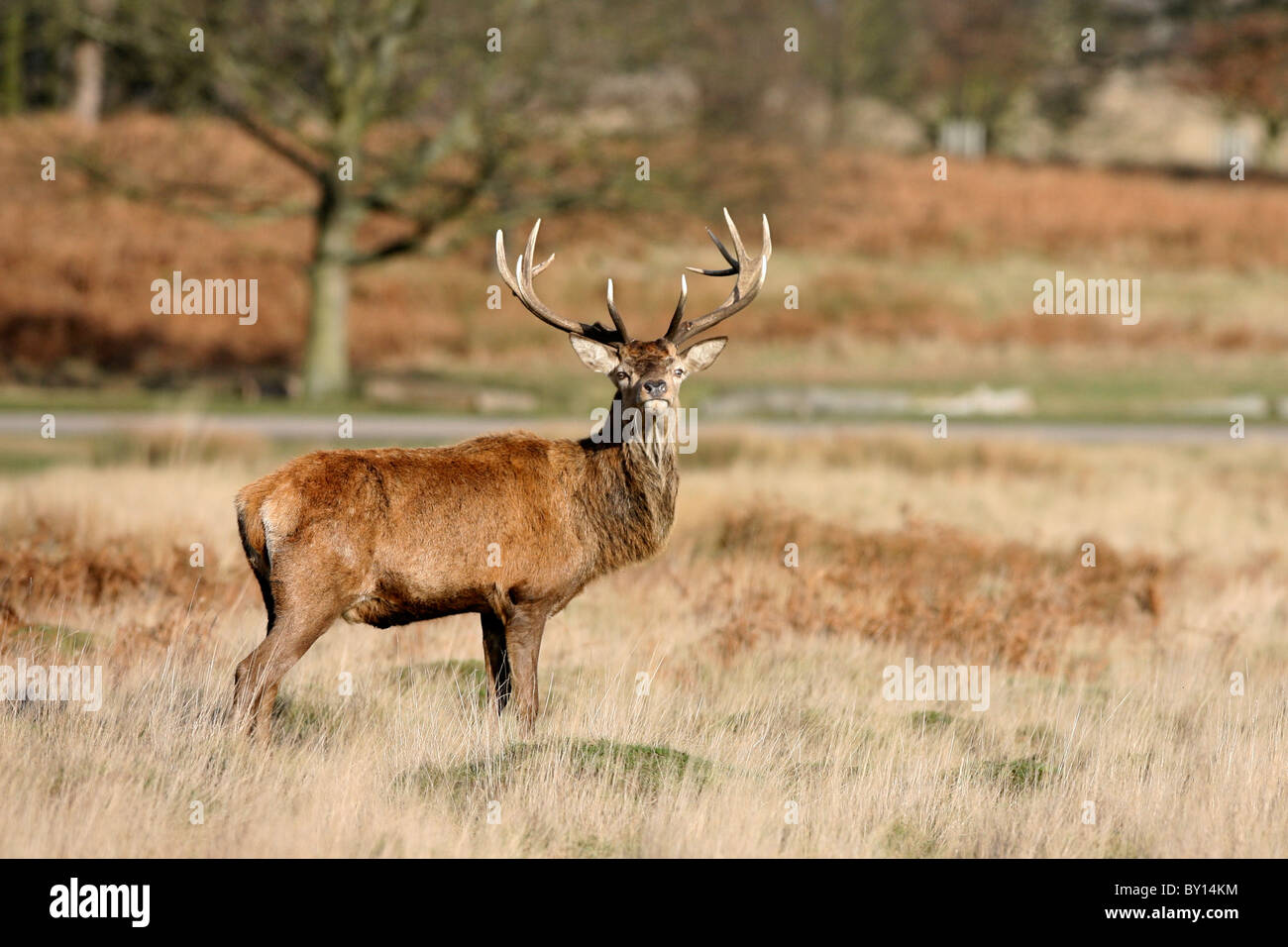 A stag in Richmond Park, London Stock Photo - Alamy