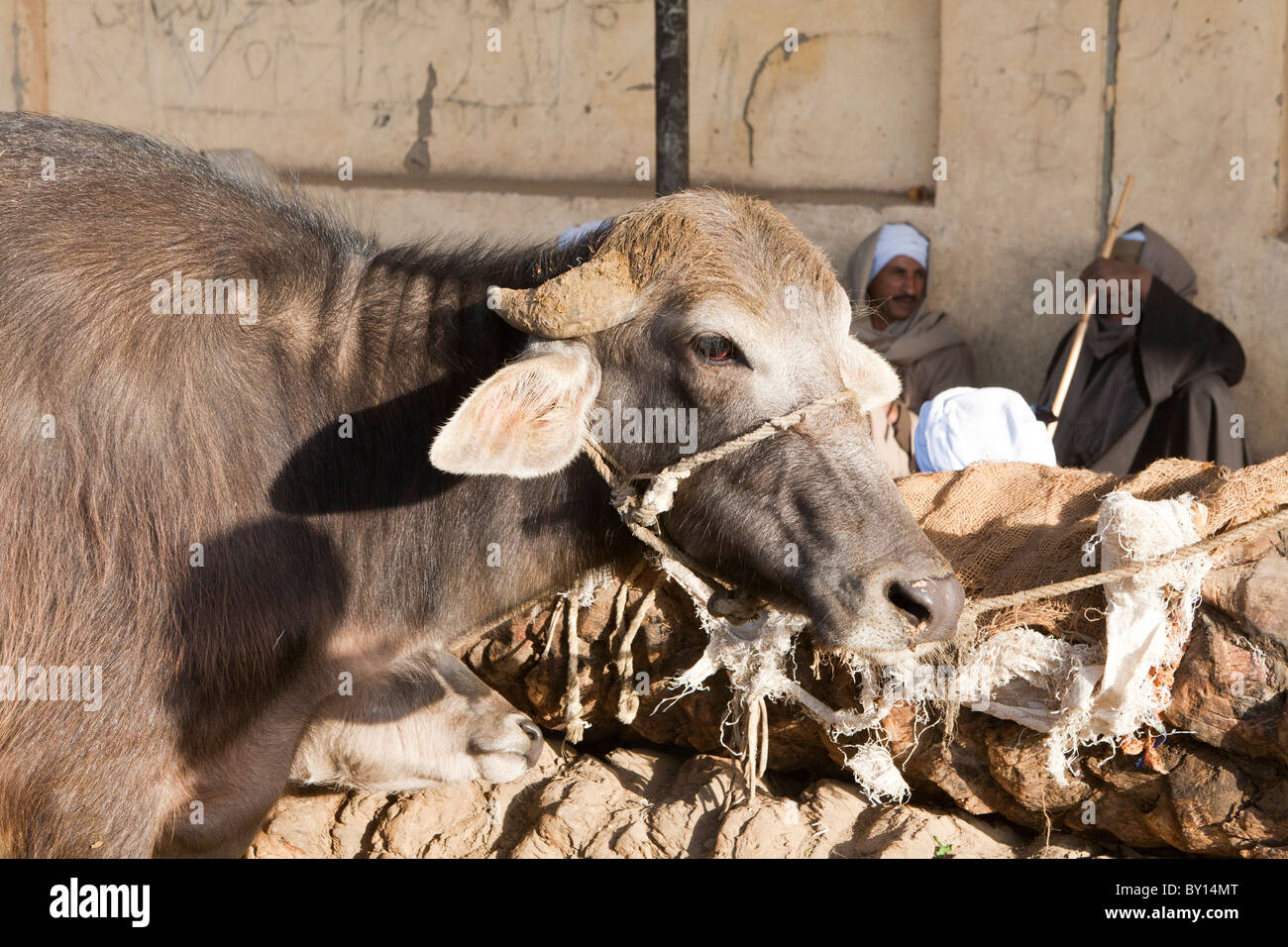 Egypt chatting social hi-res stock photography and images - Alamy