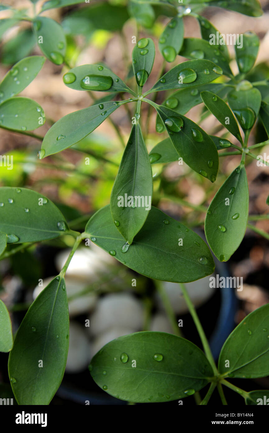 Shrub Choisya C. ternata Mexican Orange Blossom Stock Photo - Alamy