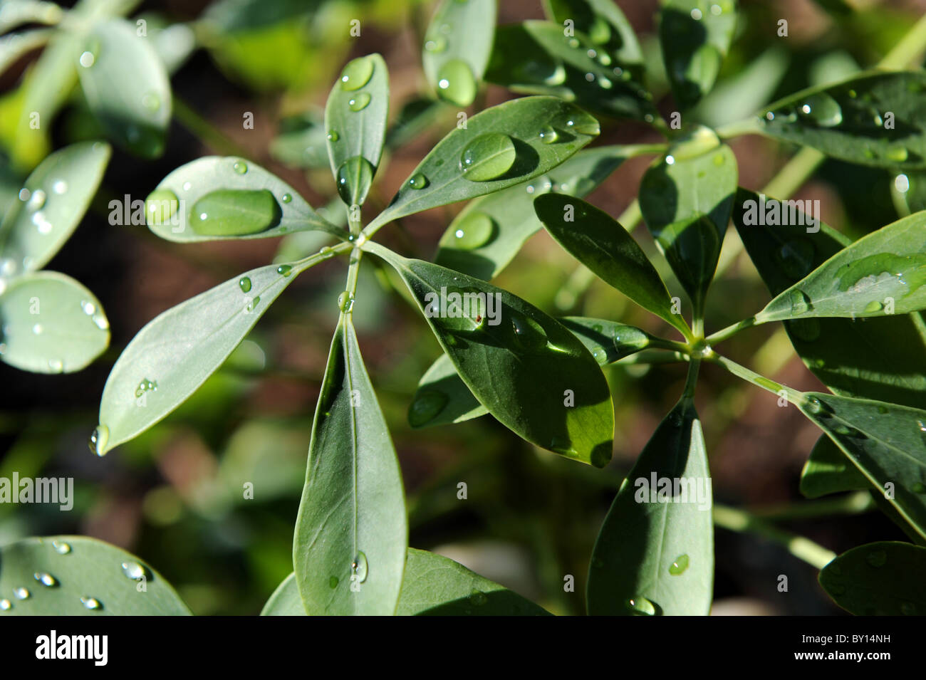 Shrub Choisya C. ternata Mexican Orange Blossom Stock Photo - Alamy