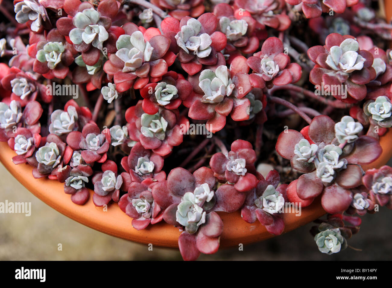 Alpine plant pot hi-res stock photography and images - Alamy