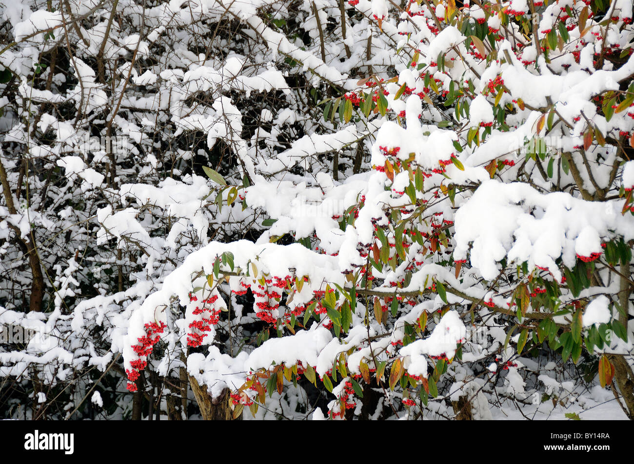 snow covered bush Stock Photo - Alamy