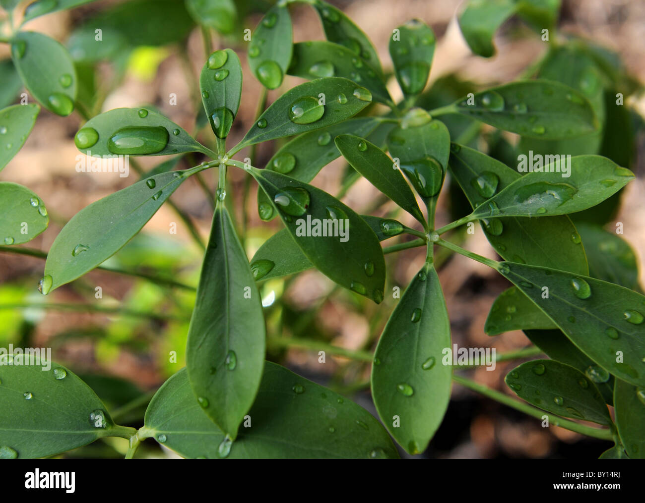 Shrub Choisya C. ternata Mexican Orange Blossom Stock Photo - Alamy