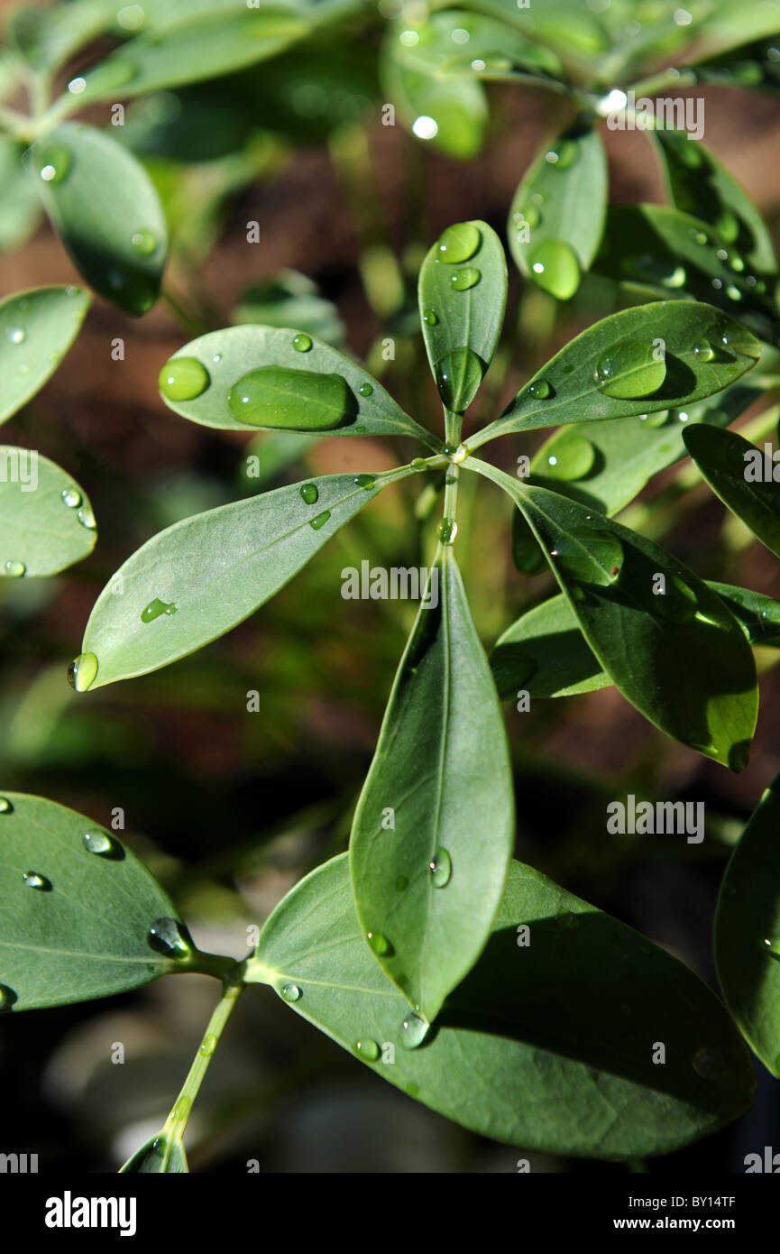Shrub Choisya C. ternata Mexican Orange Blossom Stock Photo - Alamy