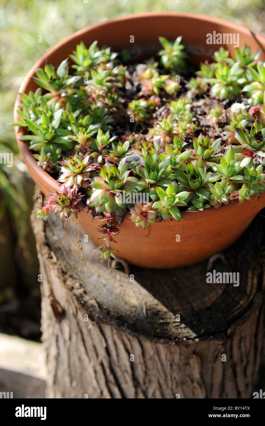 Tree in terracotta pot hi-res stock photography and images - Alamy