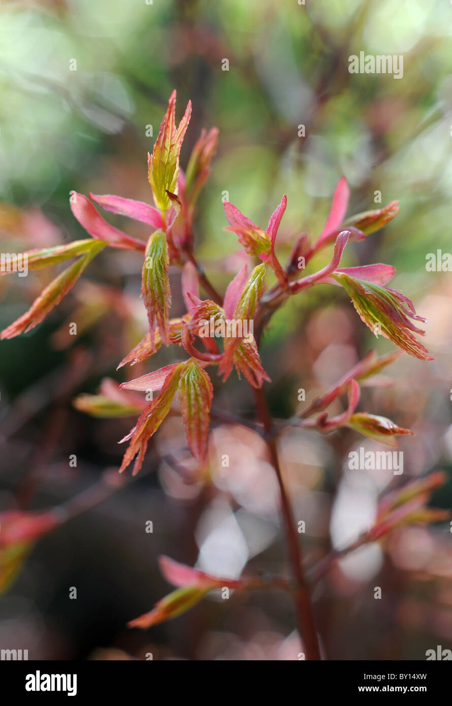 Acer palmatum taylor hi-res stock photography and images - Alamy