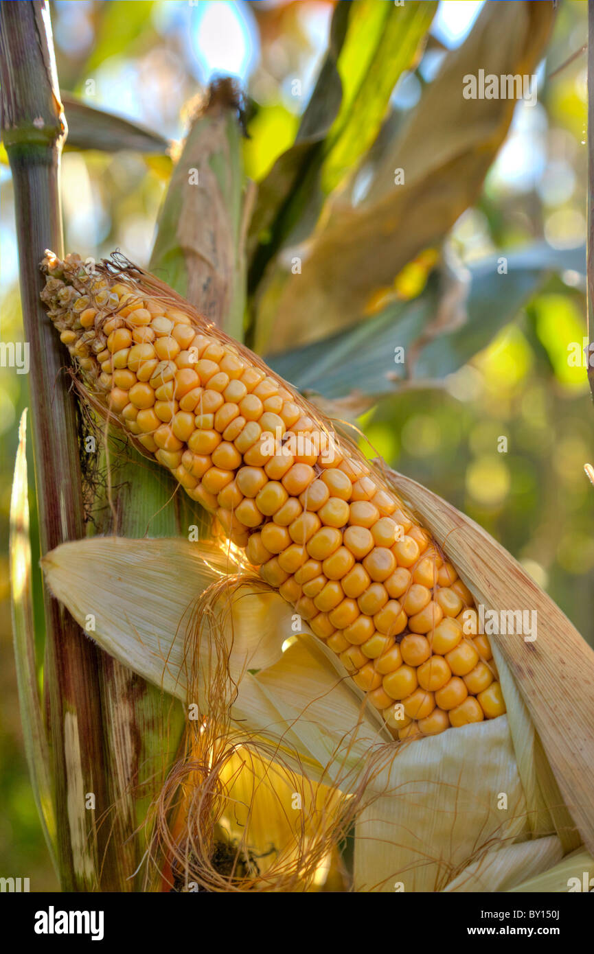 Maize cob hi-res stock photography and images - Alamy