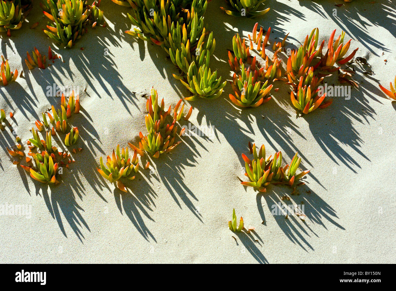 Invasive species california coast hi-res stock photography and images ...
