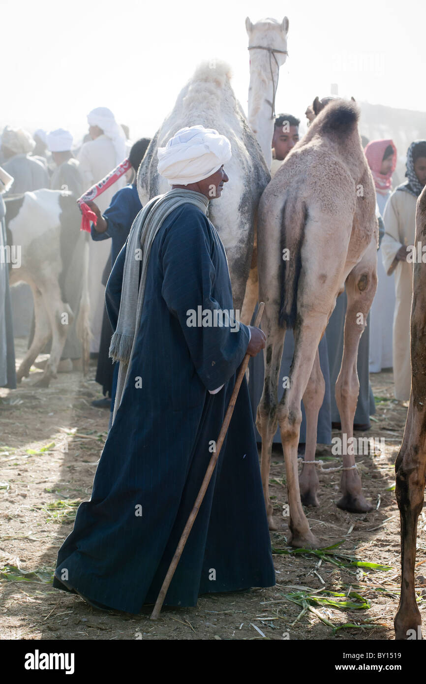 Camel market merchants camels hi-res stock photography and images - Alamy