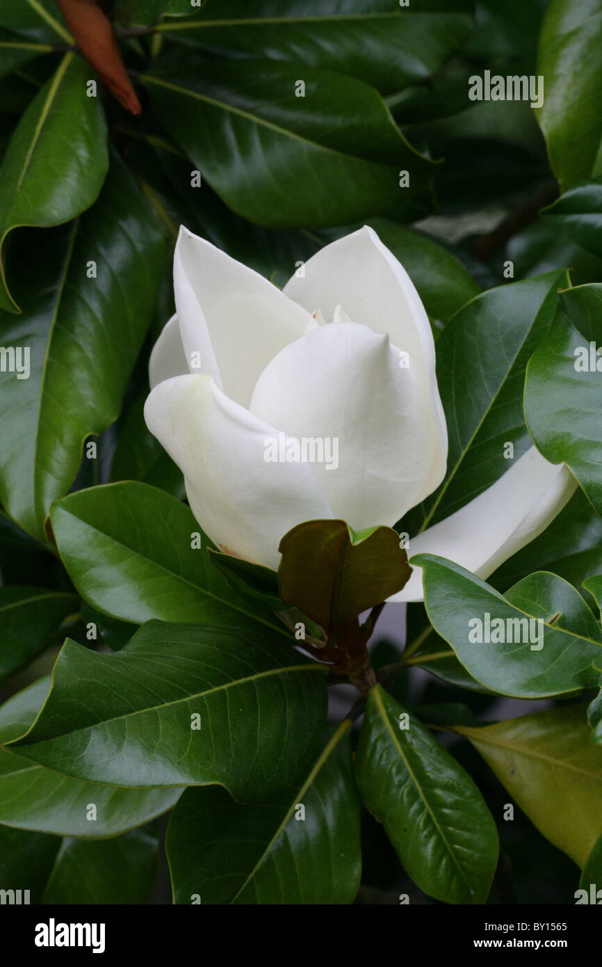 Southern Magnolia, Magnolia grandiflora "Undulata", Magnoliaceae. Texas ...