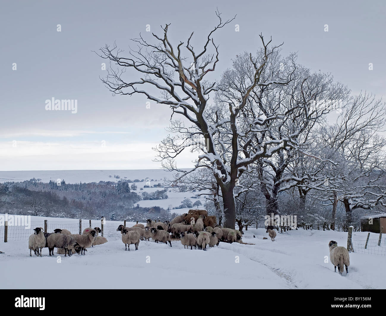Sheep in snowy conditions hi-res stock photography and images - Alamy