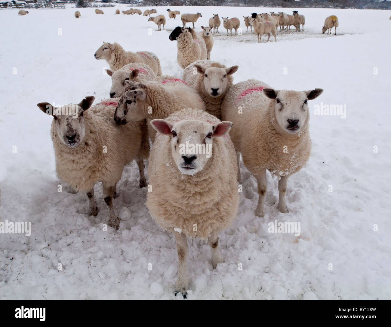 Winter scene in goathland hi-res stock photography and images - Alamy