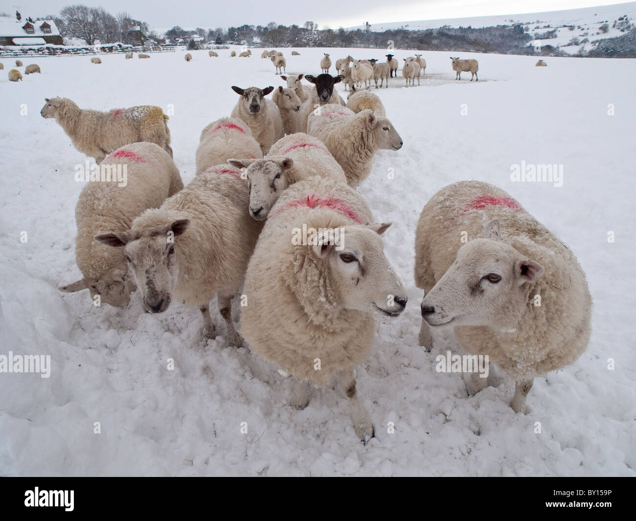 Swaledale Sheep scraping for grass in deep snow in Goathland Stock ...