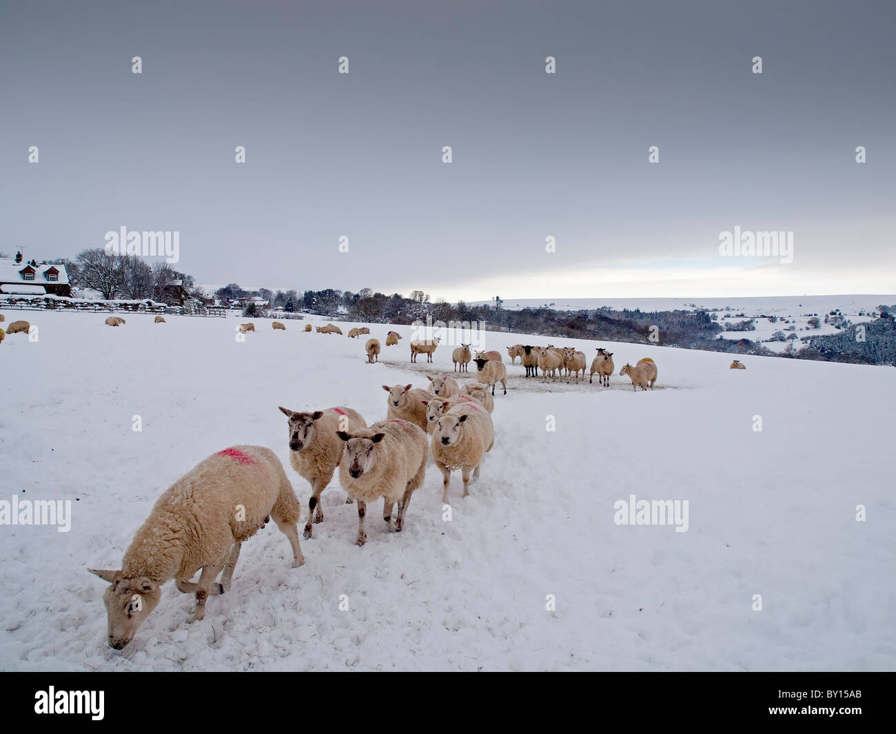 Sheep in snowy conditions hi-res stock photography and images - Alamy