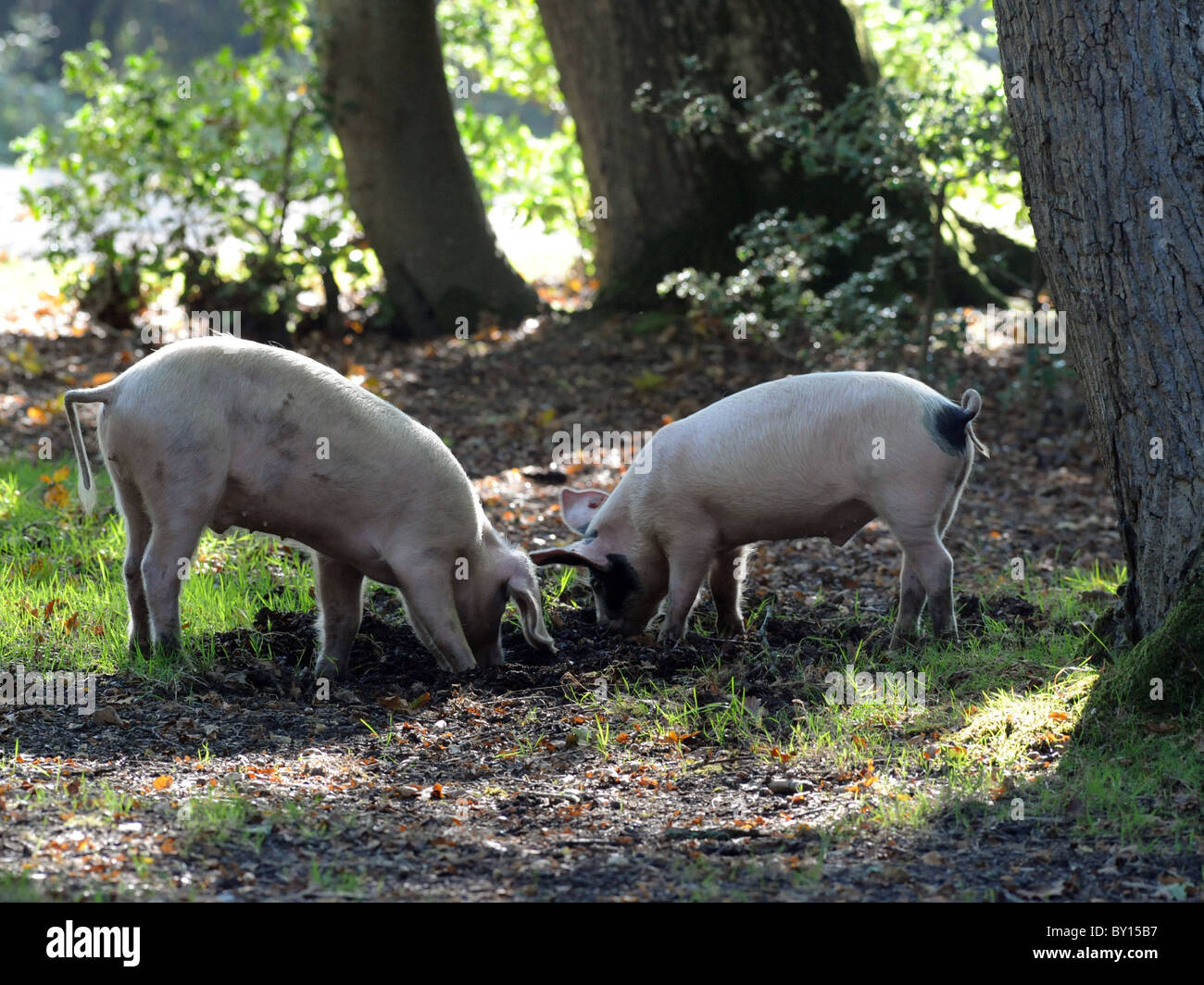 Eating pigs hi-res stock photography and images - Alamy