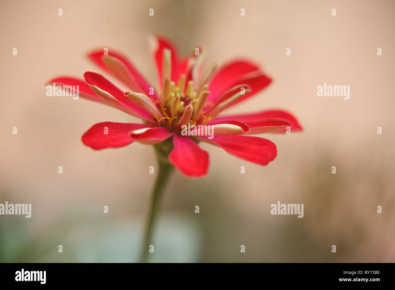 Red zinnia flower opening, side view close up Stock Photo - Alamy