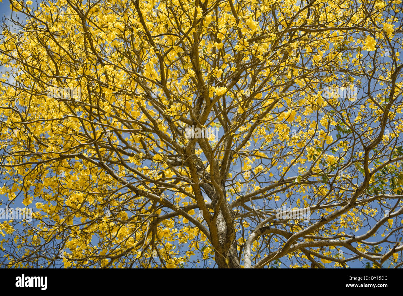 Yellow Poui tree in blossom, Trinidad, Tecoma Stock Photo - Alamy