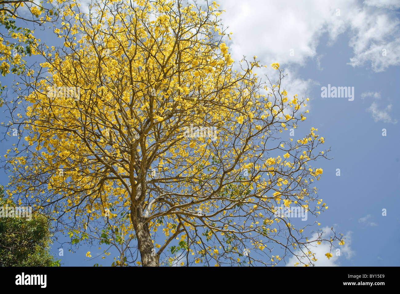 Poui trees hi-res stock photography and images - Alamy