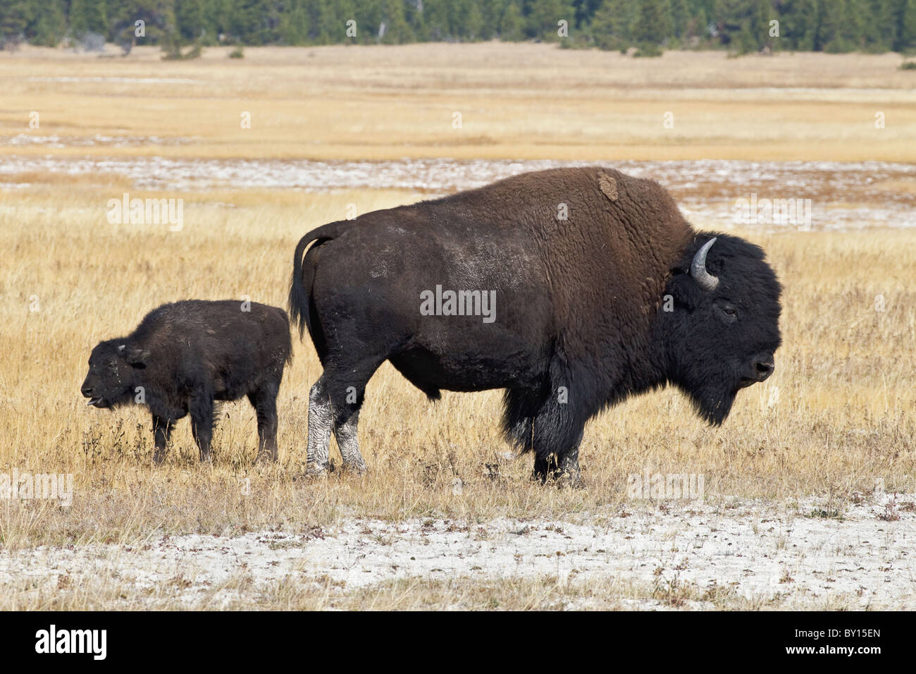 American Bison alpha male with calf Stock Photo - Alamy