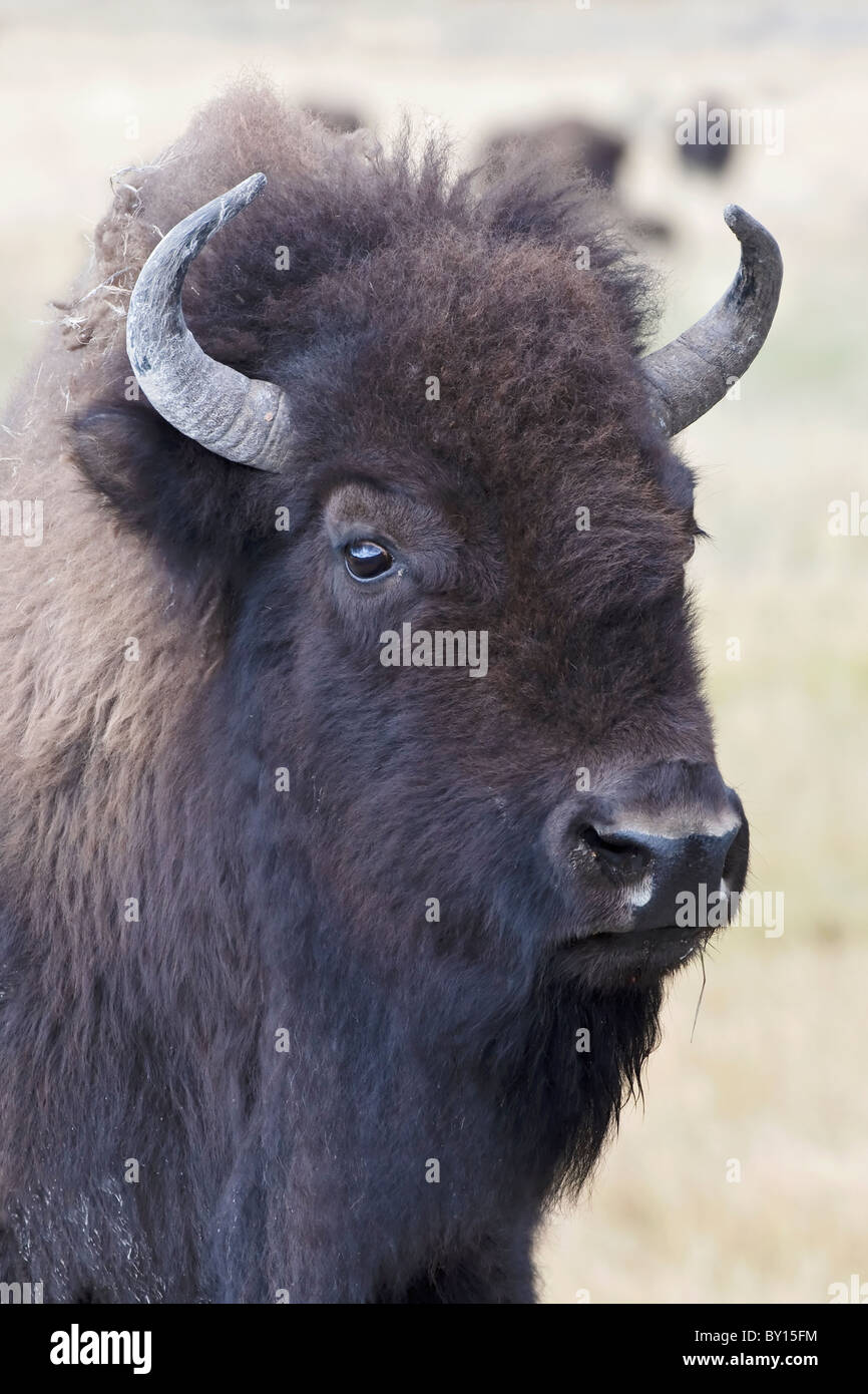 American Bison young cow - facial close up Stock Photo - Alamy