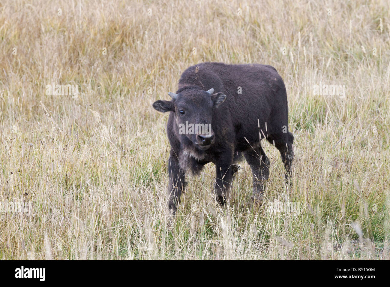 American Bison yearling calf Stock Photo - Alamy