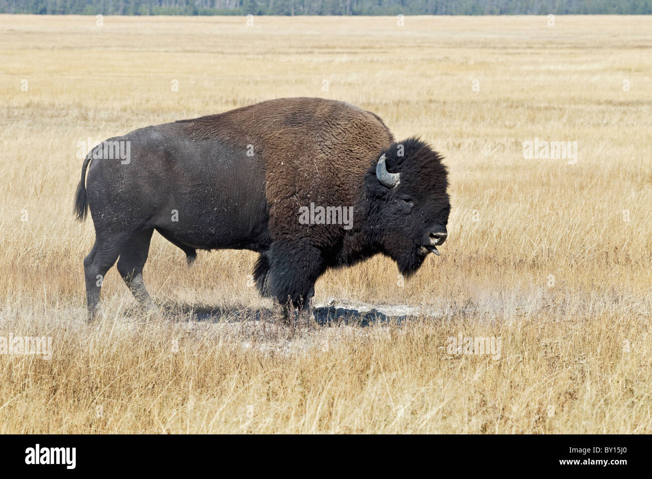American Bison alpha male during the annual rut Stock Photo - Alamy