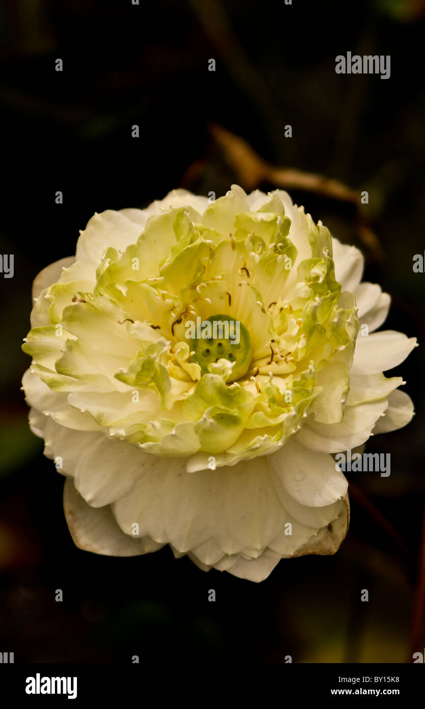 Lotus flower in full bloom Stock Photo - Alamy