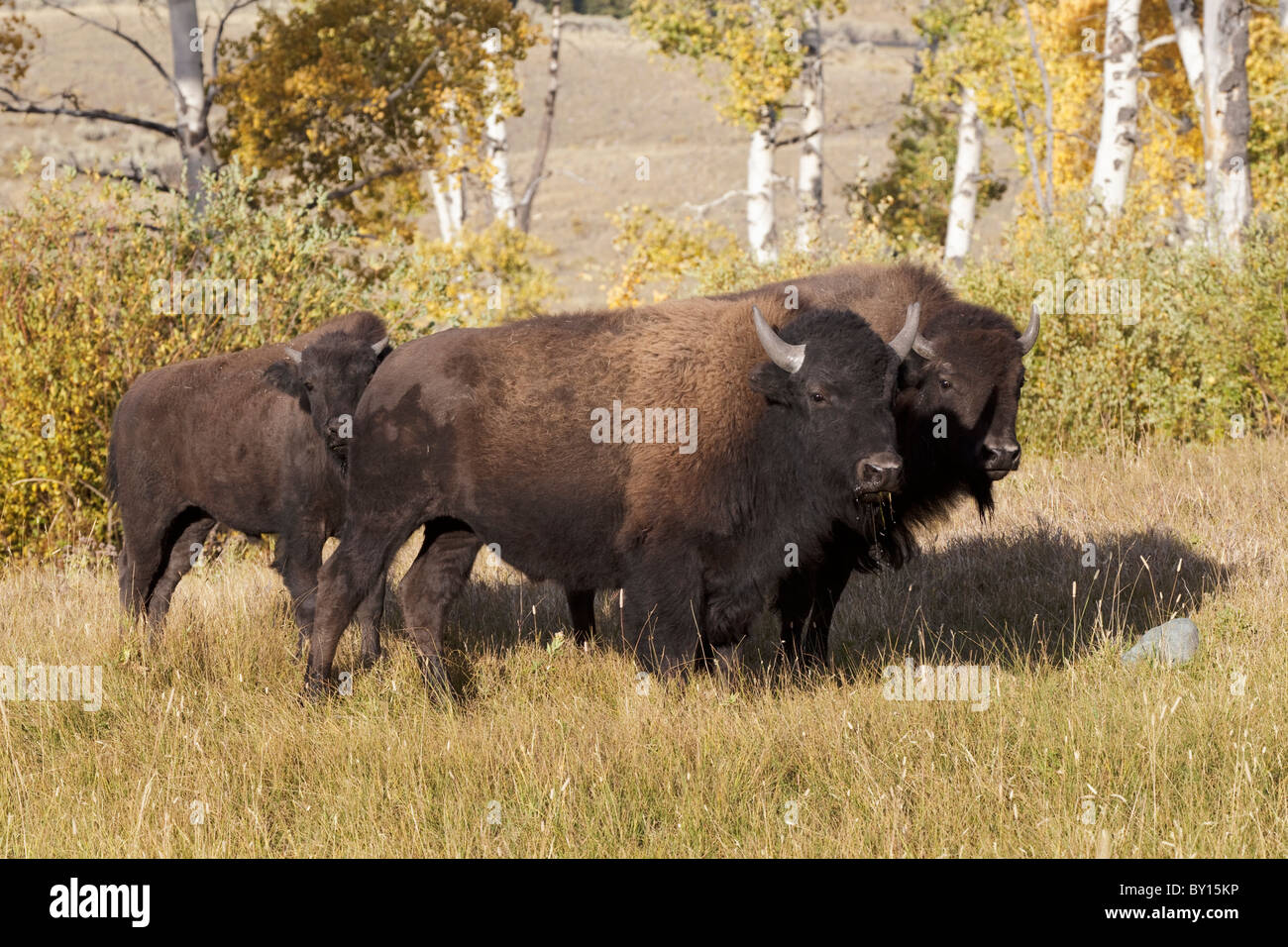 American Bison family Stock Photo - Alamy
