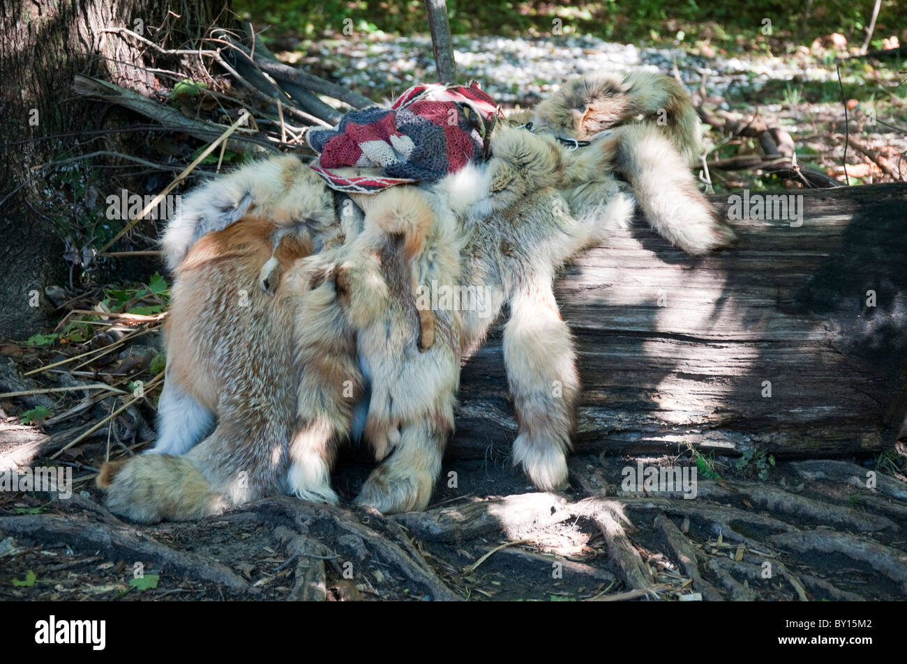 The Plimoth Plantation Museum in Plymouth Massachusetts where actors ...