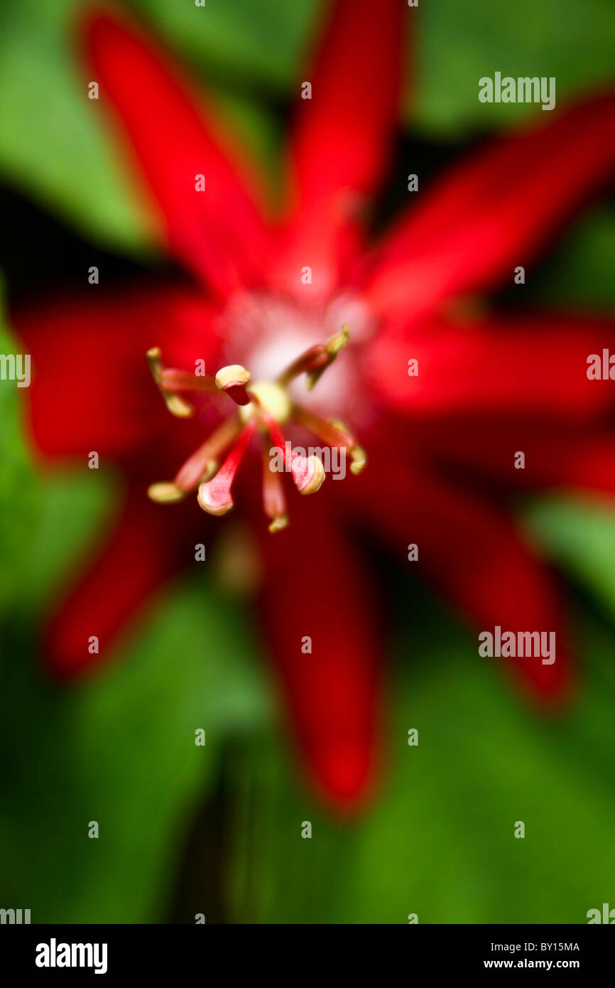 Passifloraceae hi-res stock photography and images - Alamy