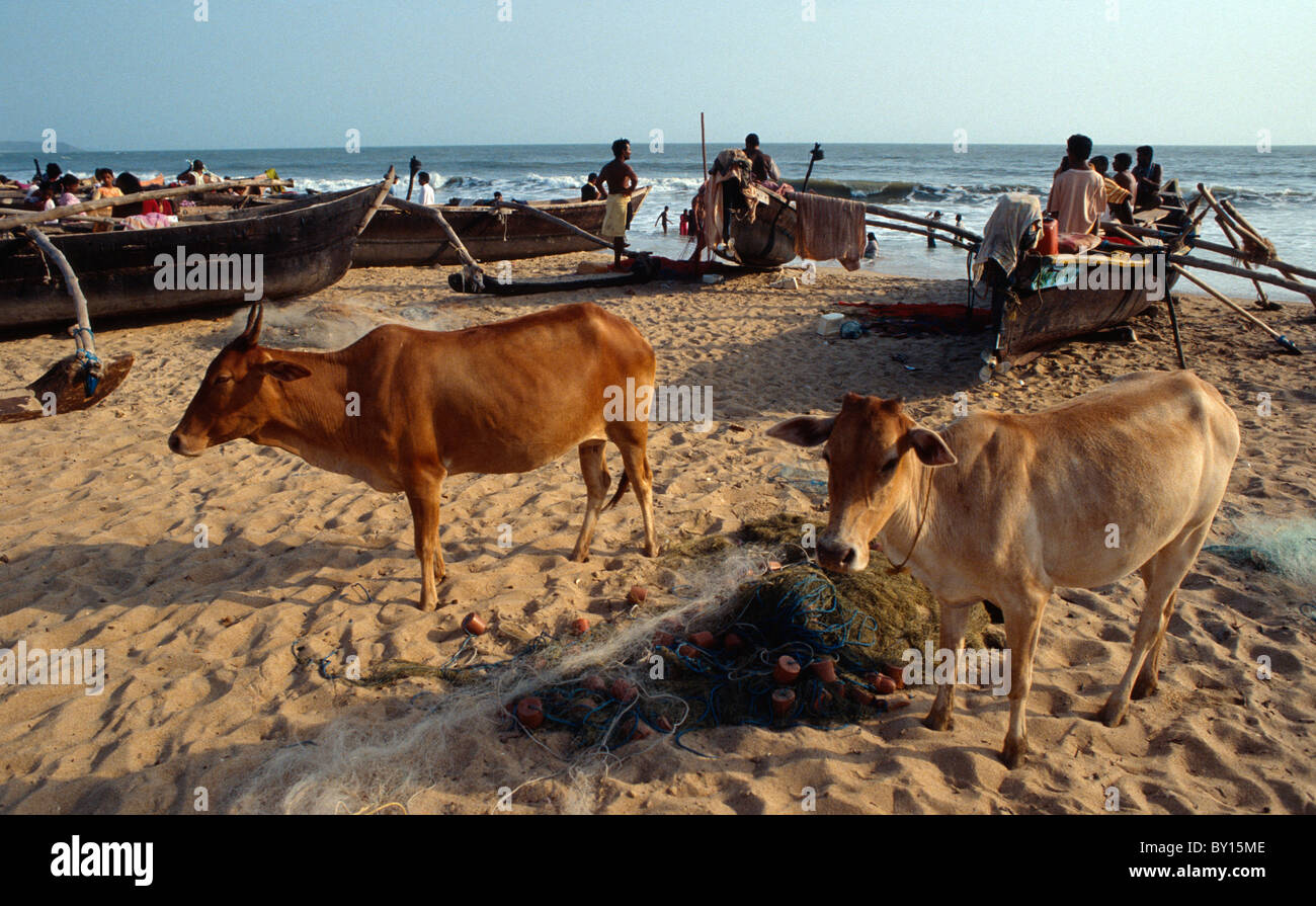 Beach of Baga (Goa), Indien Stock Photo - Alamy