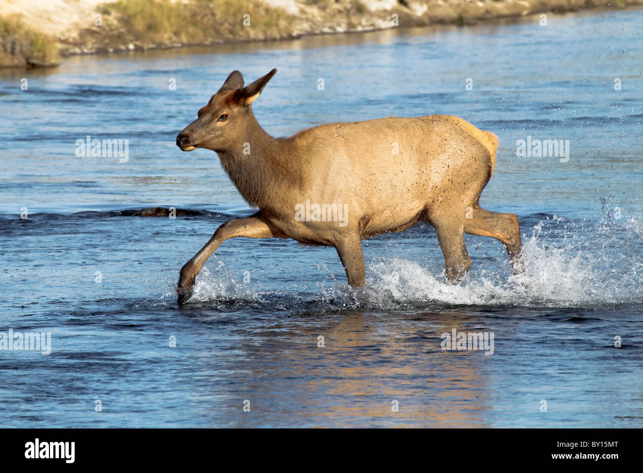 A yearling Elk calf being chased across the Madison river Stock Photo ...