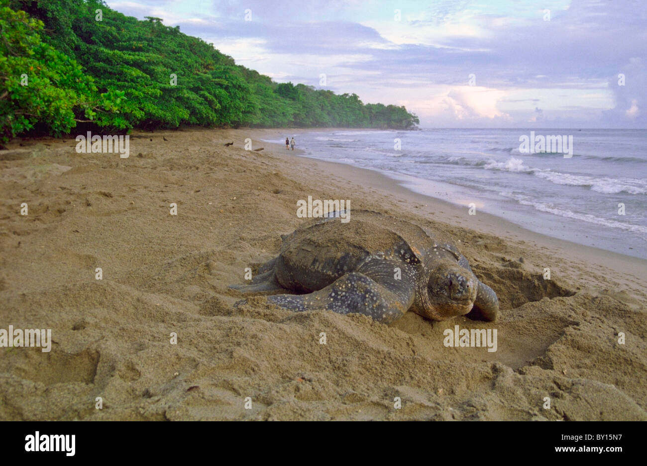 Rarre species hi-res stock photography and images - Alamy