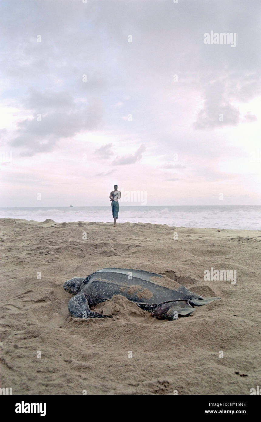 Giant Leatherback Turtle and man at dawn on the beach at Grande Riviere ...