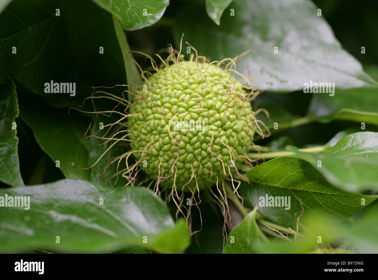 Bois d'arc tree High Resolution Stock Photography and Images - Alamy