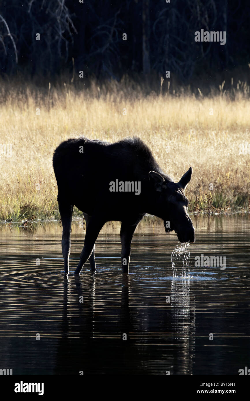 A female American Moose feeding in a beaver pool Stock Photo - Alamy