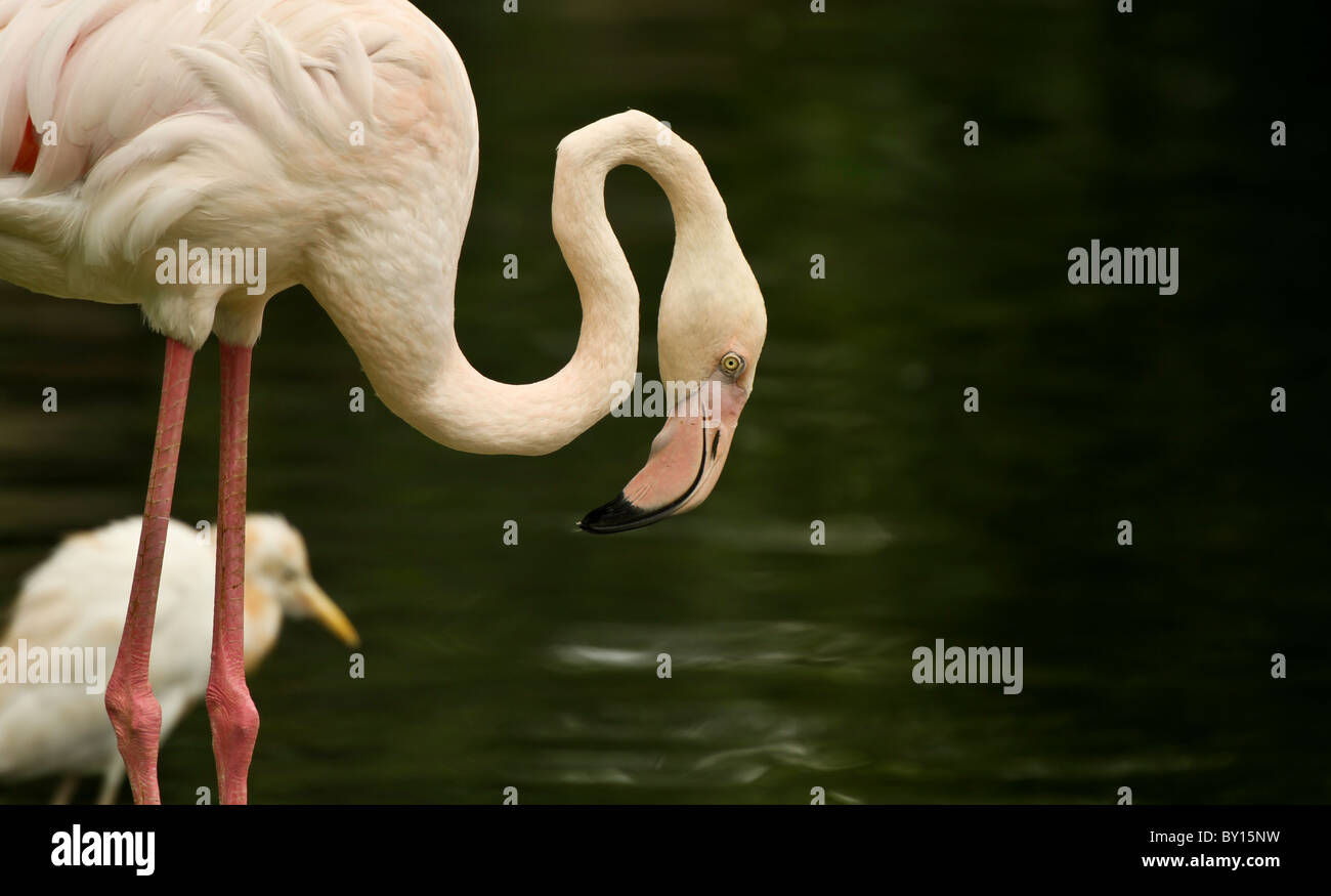 Flamingos drinking water in hi-res stock photography and images - Alamy