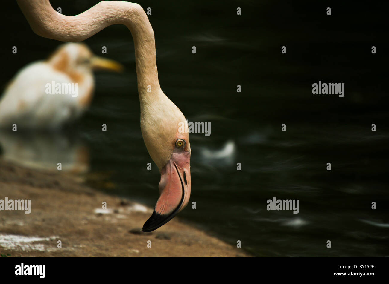 Flamingos drinking water in hi-res stock photography and images - Alamy