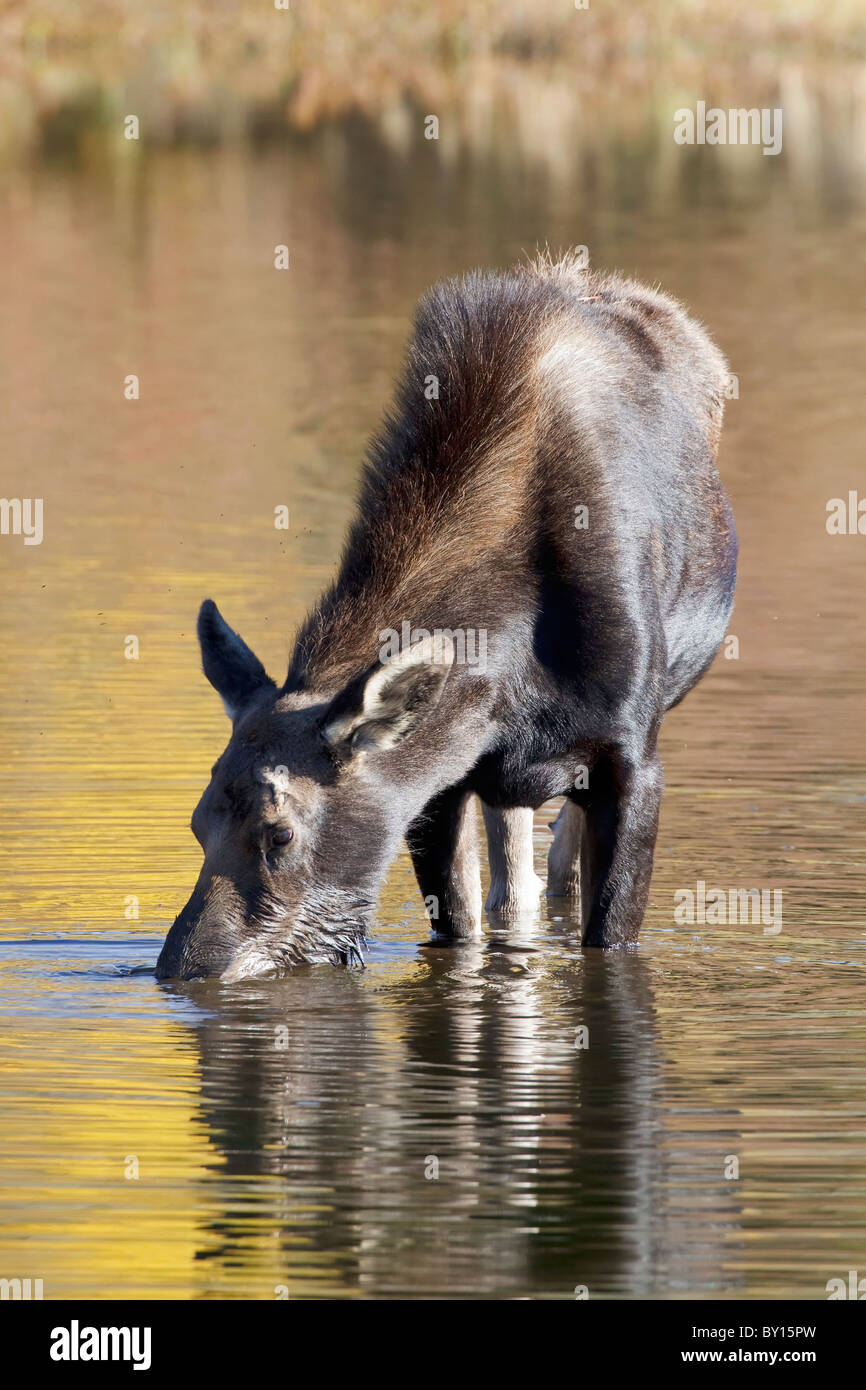 A female American Moose feeding in a beaver pool Stock Photo - Alamy