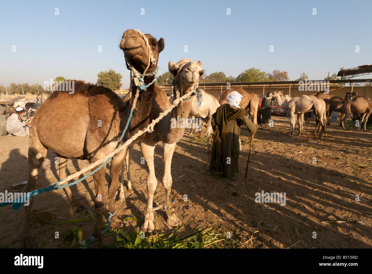 Arabian merchants hi-res stock photography and images - Alamy