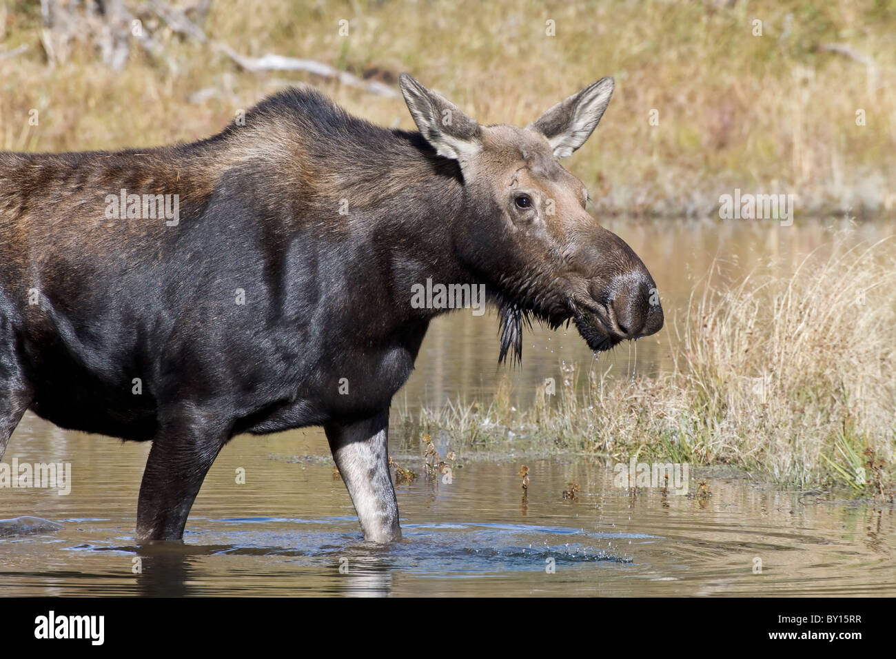 Female beaver hi-res stock photography and images - Alamy