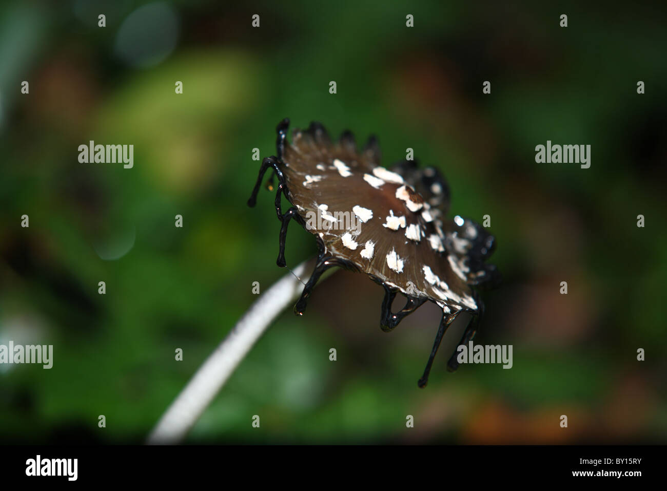 Magpie Ink Cap in the process of decay Stock Photo - Alamy